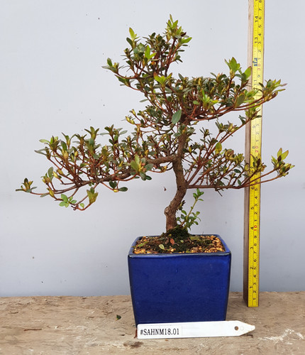 Satsuki Azalea 'HINOMARU' #SAHNM18.01 | Bonsai Southwest