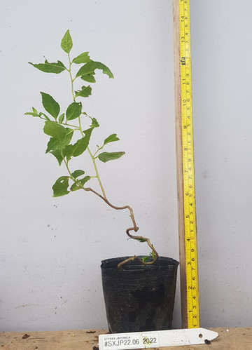 Japanese Snowbell (#SXJP22.06) | Bonsai Southwest