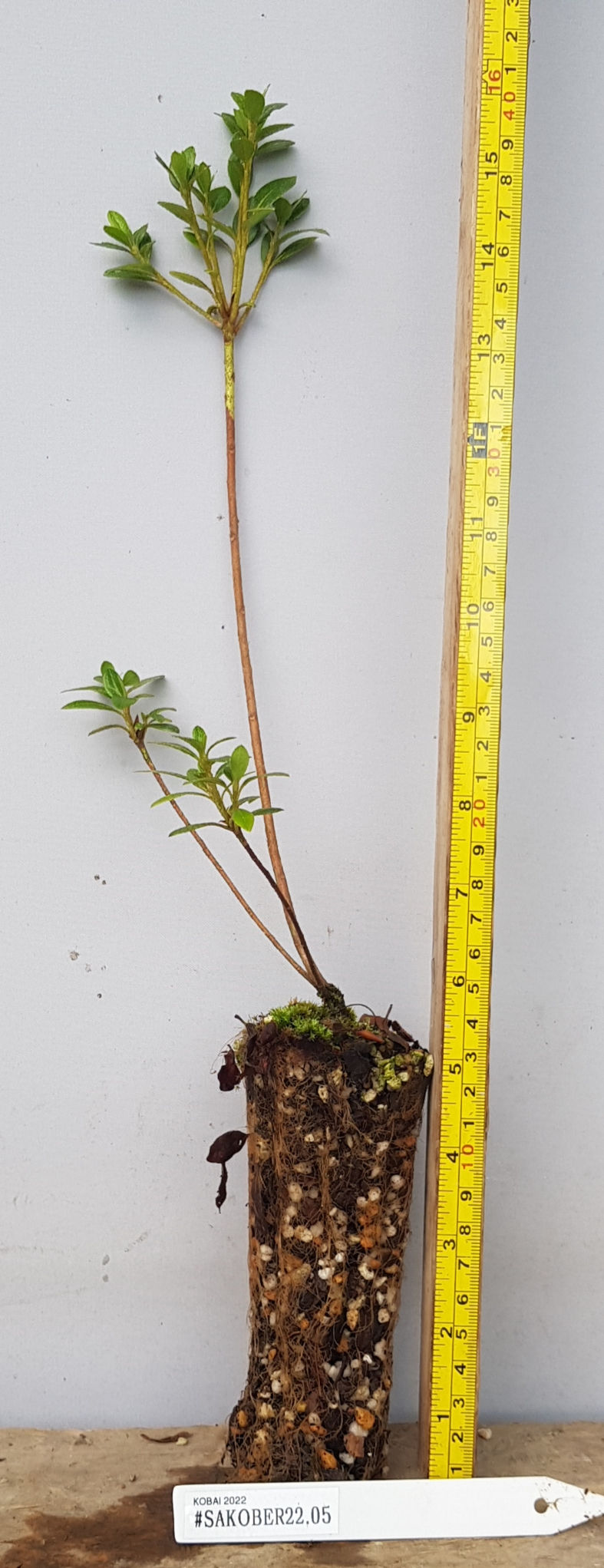 Starter Trees | Bonsai Southwest Plymouth Devon UK | Plymouth