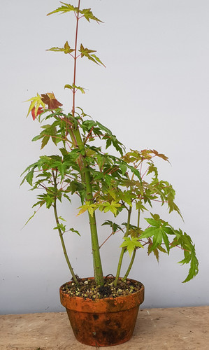 Japanese Maple multiple trunk. (#APMT20.004) | Bonsai Southwest
