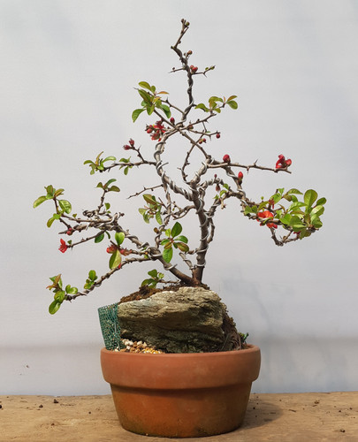 Japanese Quince Root over Rock (#0266) | Bonsai Southwest