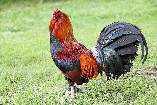 LACY ROUNDHEADS | sonny-poe-gamefowl