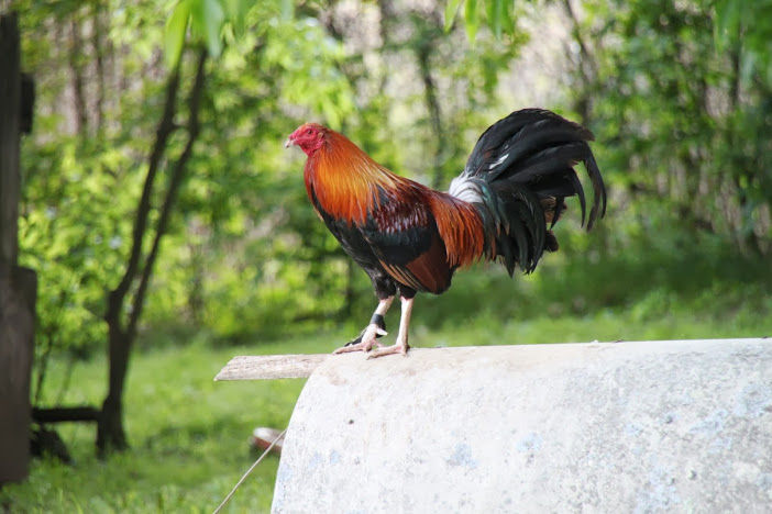 LACY ROUNDHEADS | sonny-poe-gamefowl