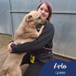 Dogs in the UK | Pawprints to Freedom