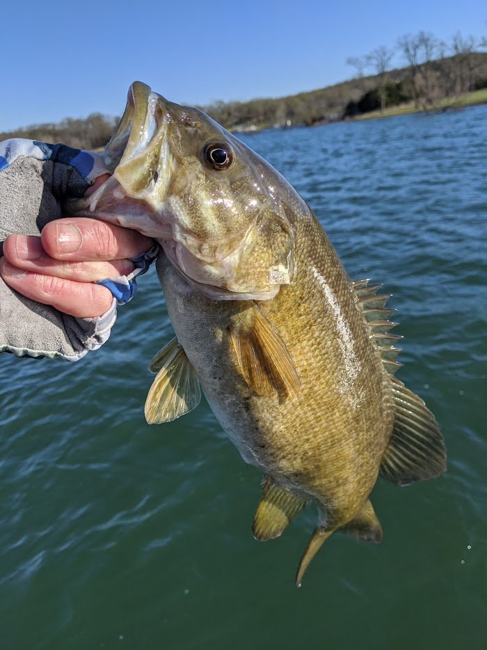 March Fishing on Table Rock Lake