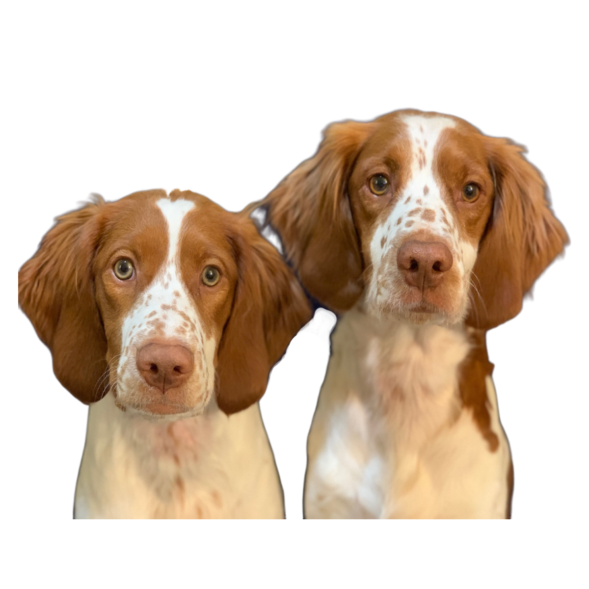 About us | Spiegel Birddogs