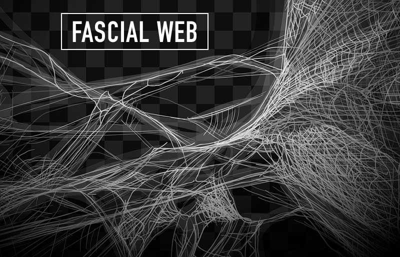 Emotions and The Fascial Web