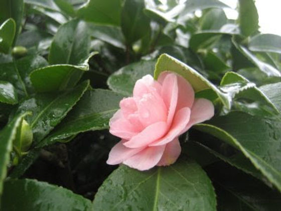 First flower of the season