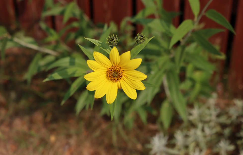 Common Tall Sunflower | ENPS