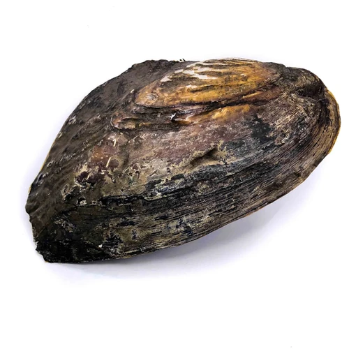 Monster Oyster | MandaBear Creations