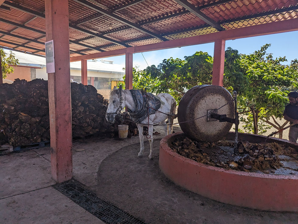 Pechuga Mezcal and How Mezcal is Made
