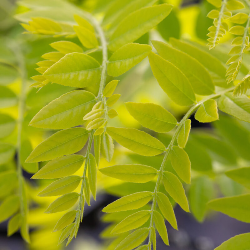 robinia-pseudoacacia-frisia-false-acacia