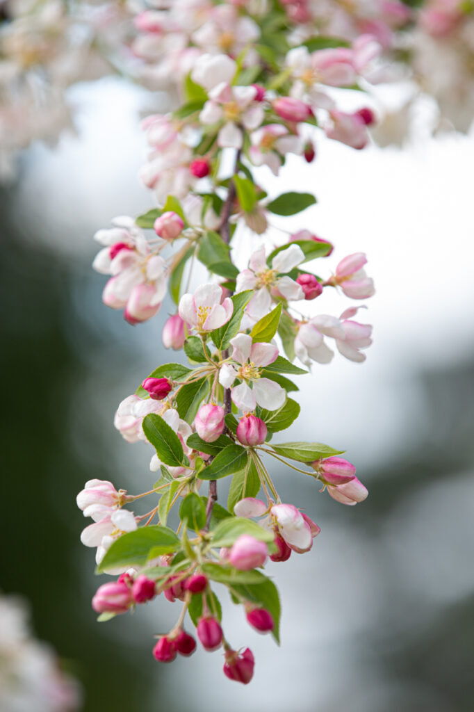malus-sun-rival-weeping-crabapple