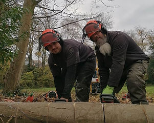 western tree surgeons