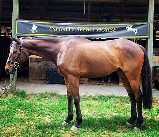 Sales Horses | Infinity Sport Horse