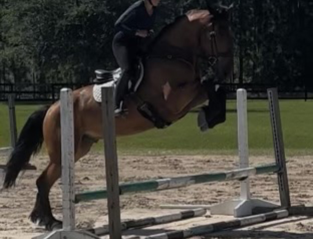 Norman | Infinity Sport Horse