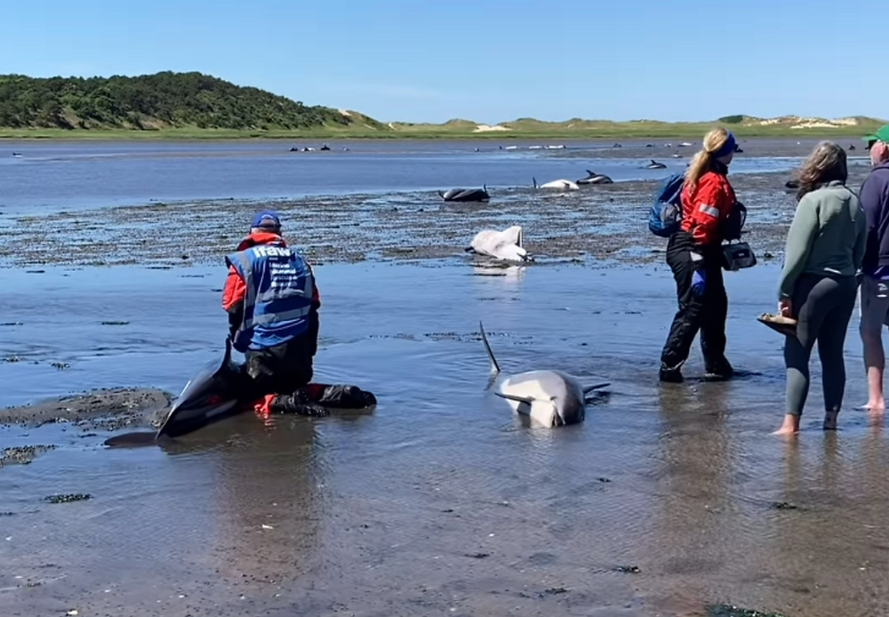 Saving Cape Cod Dolphins