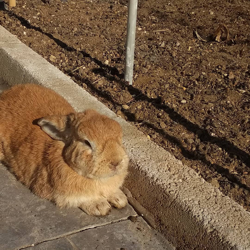 Los dientes de los conejos - maloclusión y problemas dentales