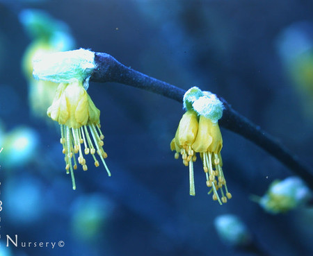 Dirca occidentalis - Western Leatherwood