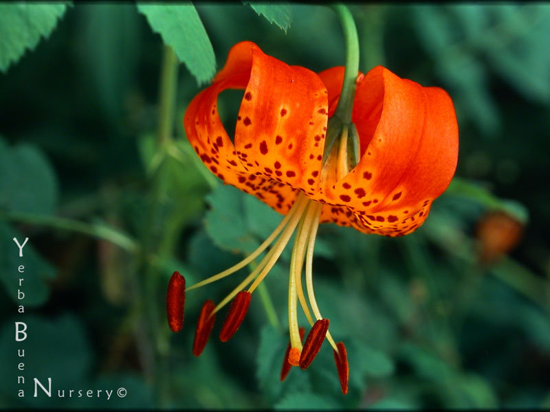 Lilium pardalinum pitkinense ssp. - Leopard Lily