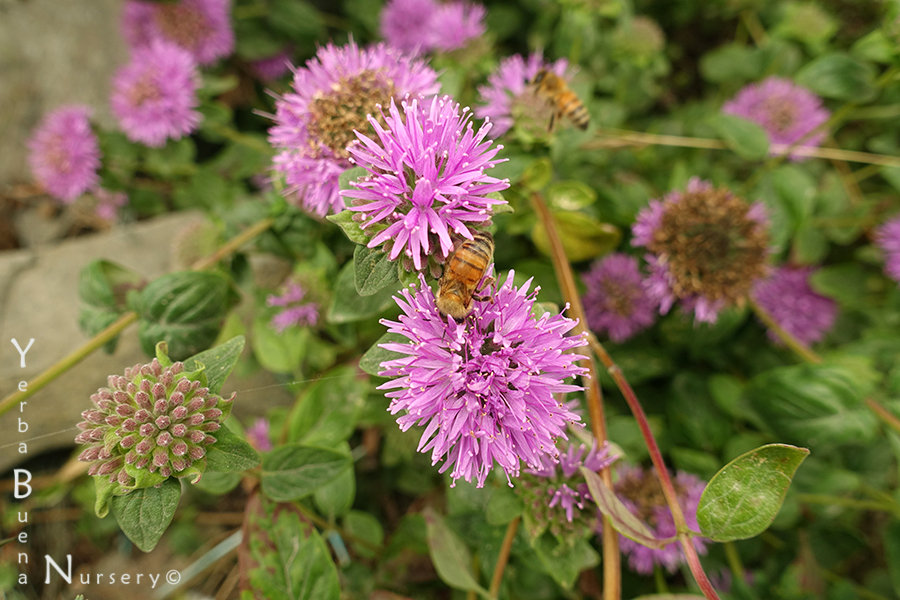 Monardella villosa franciscana ssp. 'Russian River' - Coyote Mint