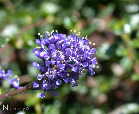 Ceanothus 'Centennial' - Wild Lilac