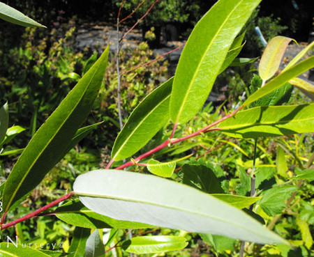 Salix laevigata - Red Willow