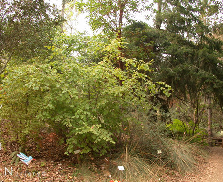 Corylus cornuta californica var. - California Hazelnut