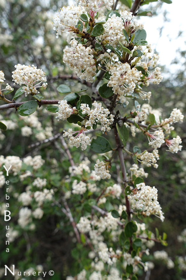 Ceanothus cuneatus - Buckbrush