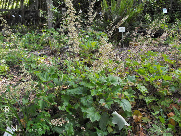 heuchera isla