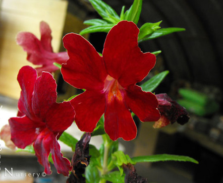 Mimulus - Hybrid Monkeyflower