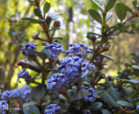Point Reyes Ceanothus