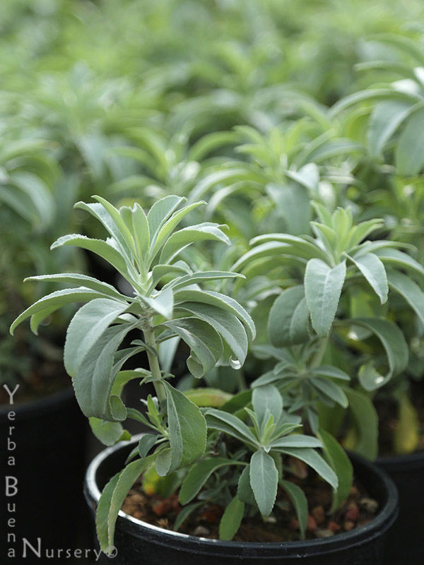 Salvia apiana compacta var. - Compact White Sage