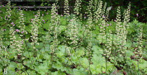 heuchera isla
