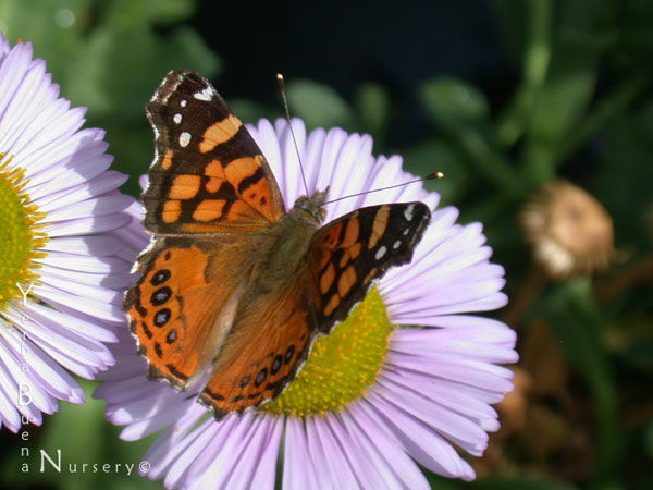 Erigeron glaucus 'Bountiful' - Seaside Daisy
