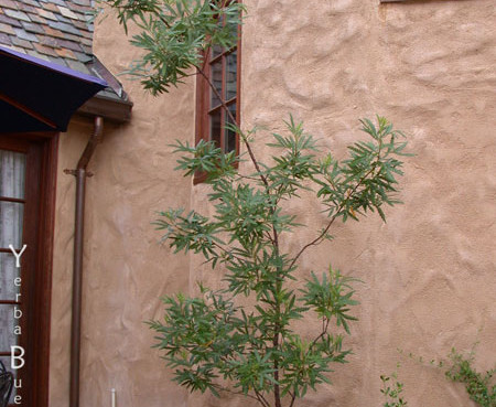 Lyonothamnus floribundus asplenifolius ssp. - Fernleaf Catalina Ironwood