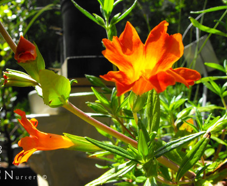 Mimulus 'Jelly Bean Orange' - Orange Monkeyflower