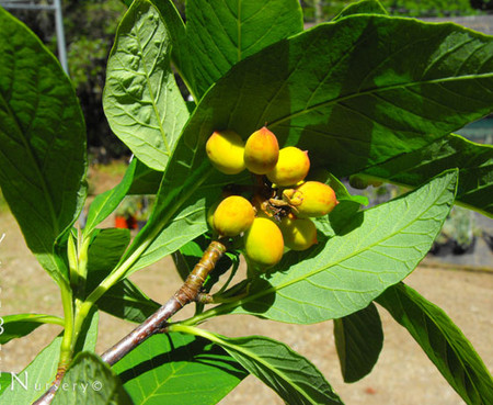 Oemleria cerasiformis - Oso Berry