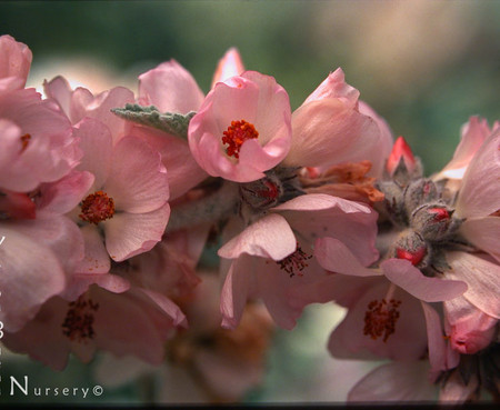 Malacothamnus clementinus - San Clemente Island Bush Mallow