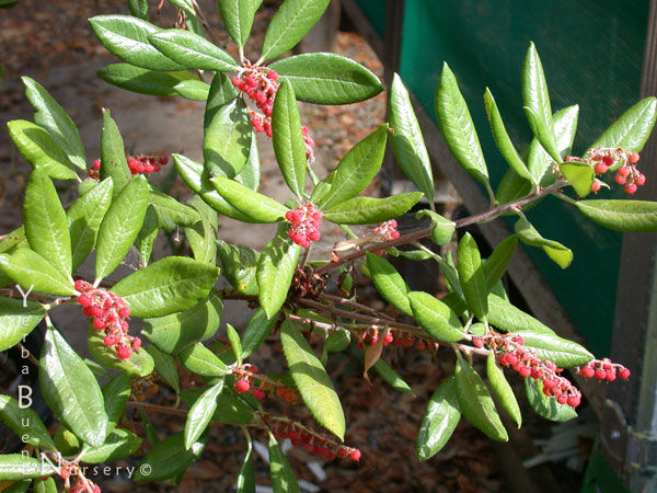 Comarostaphylis diversifolia - Summer Holly