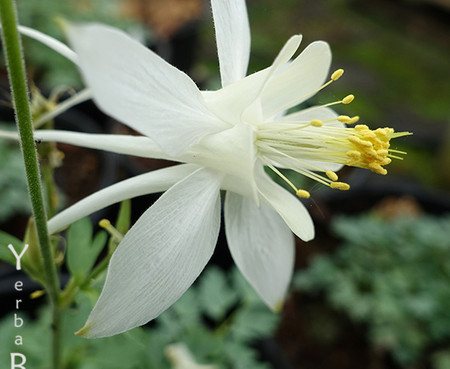 Aquilegia pubescens - Alpine Columbine