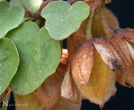 Fremontodendron 'Ken Taylor' - Flannelbush