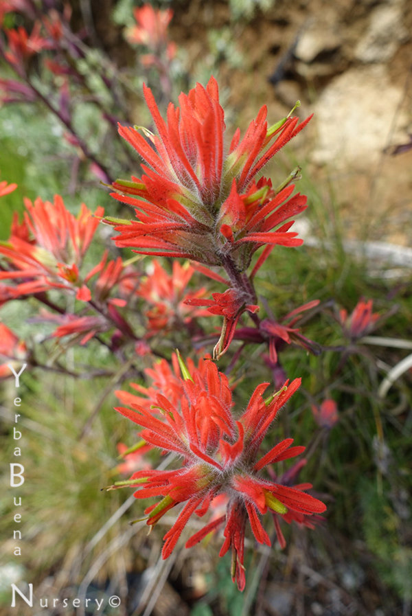 Castilleja sp. - Indian Paintbrush