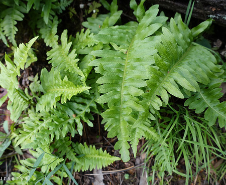 Polypodium californicum - California Polypody