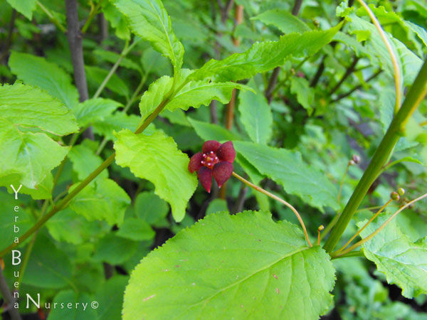 Euonymus occidentalis - Western Burning Bush