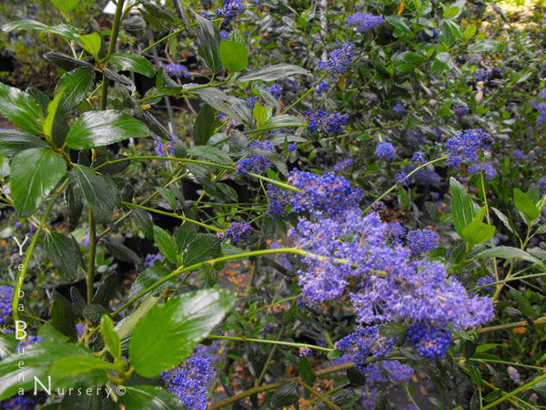 Ceanothus 'Sierra Blue' - Wild Lilac