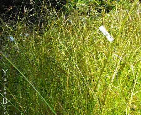 Nassella lepida - Foothill Needle Grass