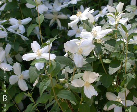 Philadelphus microphyllus 'Desert Snow' - Mock Orange