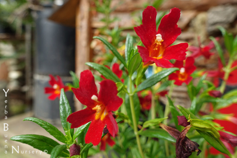 Mimulus 'Vibrant Red' - Vibrant Red Monkeyflower
