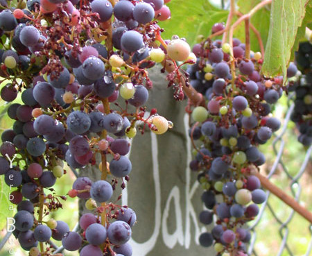 Vitis californica 'Rogers Red' - California Wild Grape